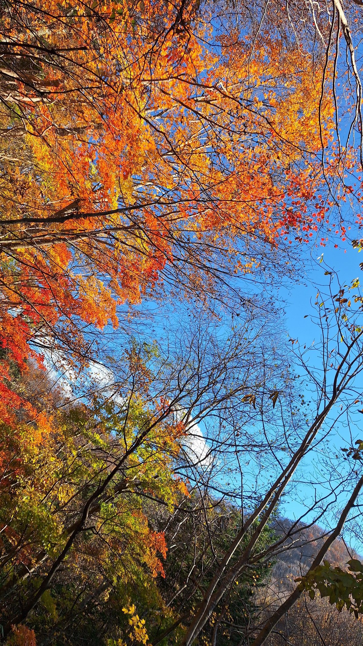 霜月紆余曲折｜陸酔
