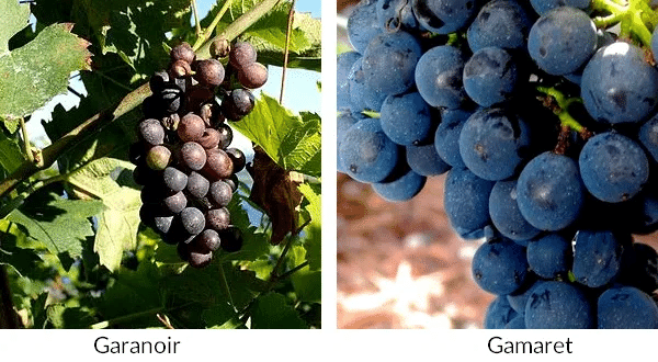 スイスのブドウ品種⑦&⑧ GAMARET & GARANOIR：ガマレとガラノワール｜SuisseKey Wine Online Shop