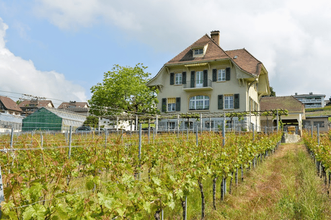 スイスのブドウ品種⑦&⑧ GAMARET & GARANOIR：ガマレとガラノワール｜SuisseKey Wine Online Shop