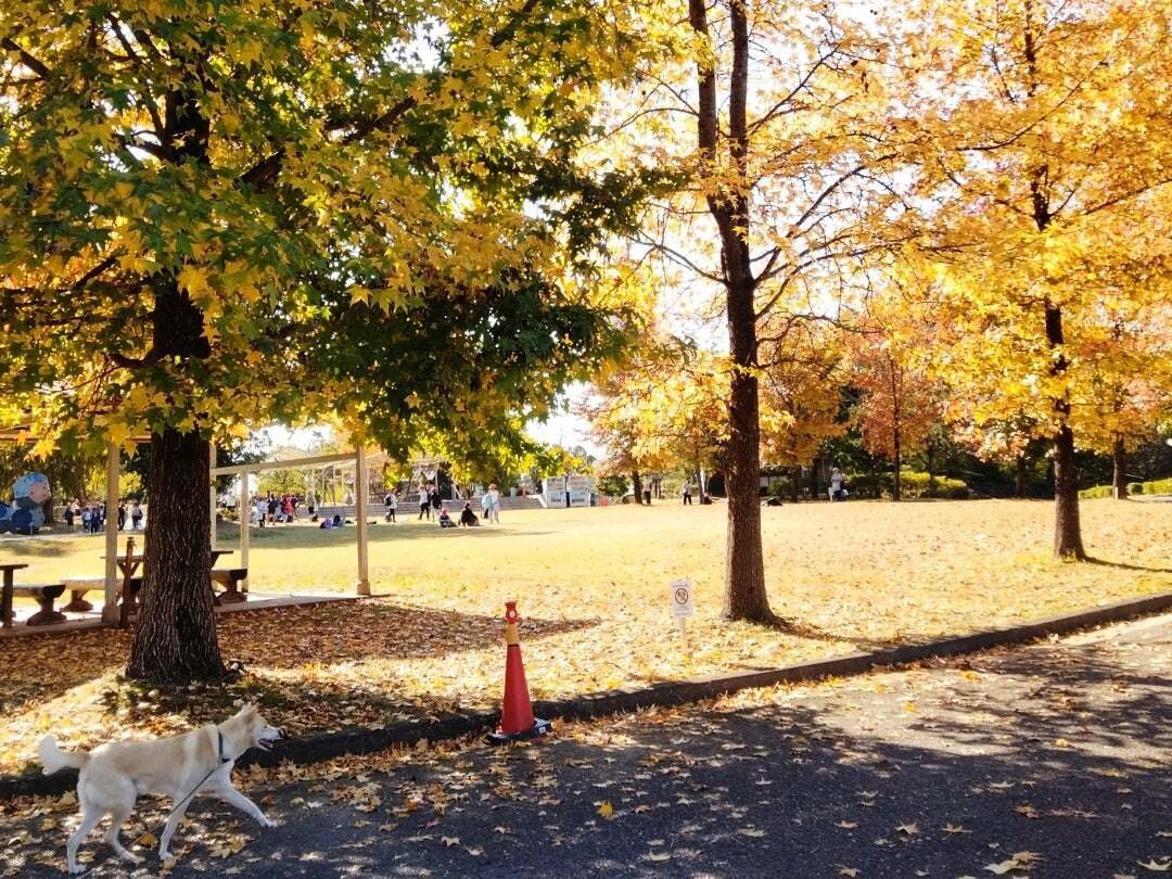 イラスト日記/今日のスケッチと新作のお知らせ｜nao kamimura