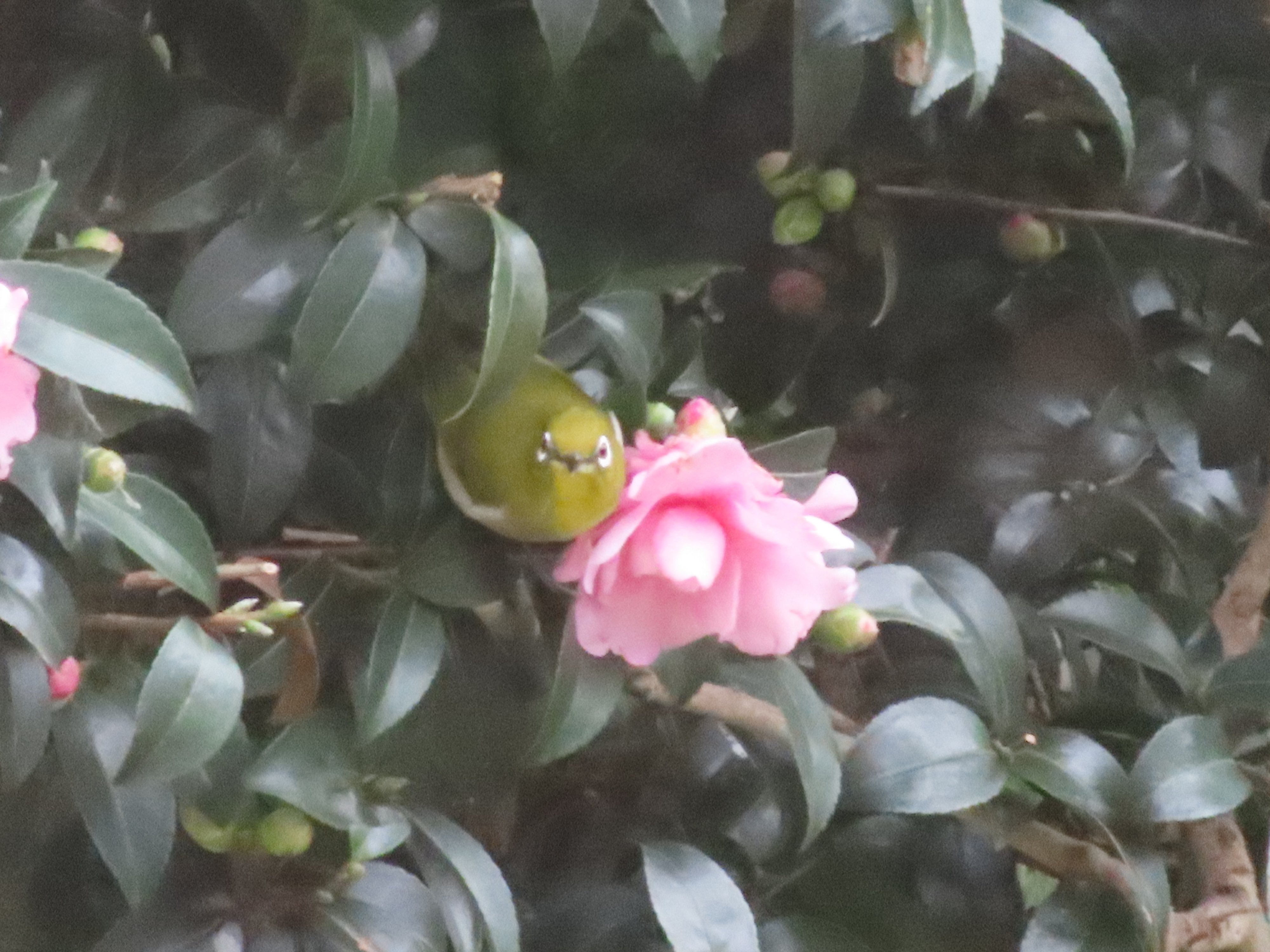 2024年11月14日 メジロ｜ExportControl