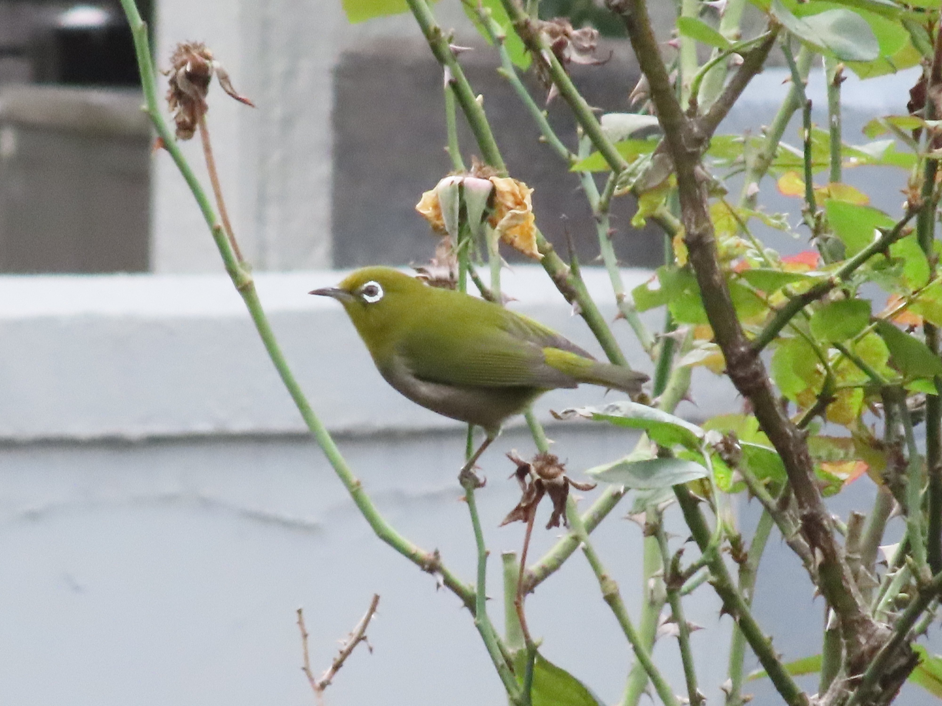 2024年11月14日 メジロ｜ExportControl