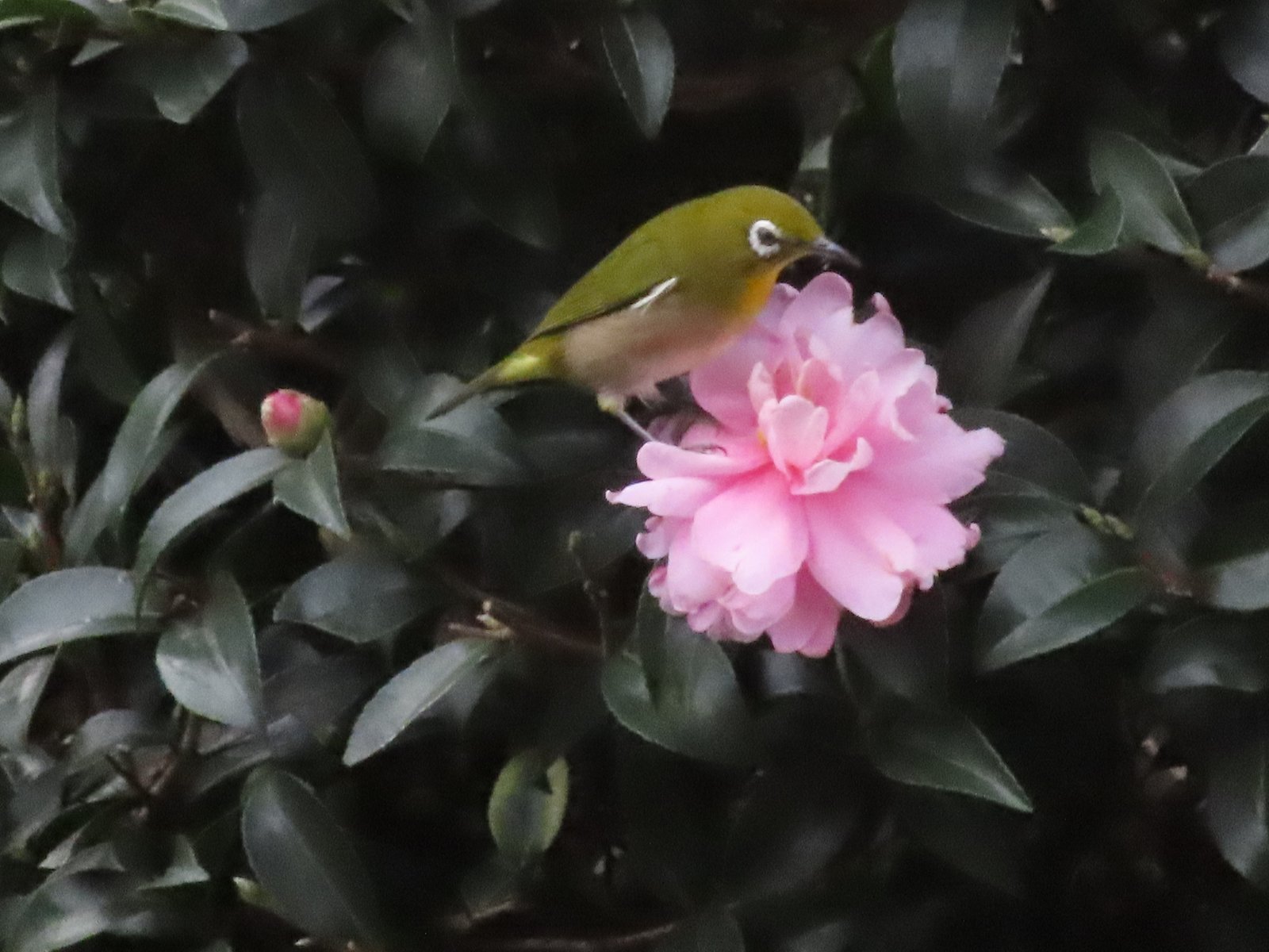 2024年11月14日 メジロ｜ExportControl