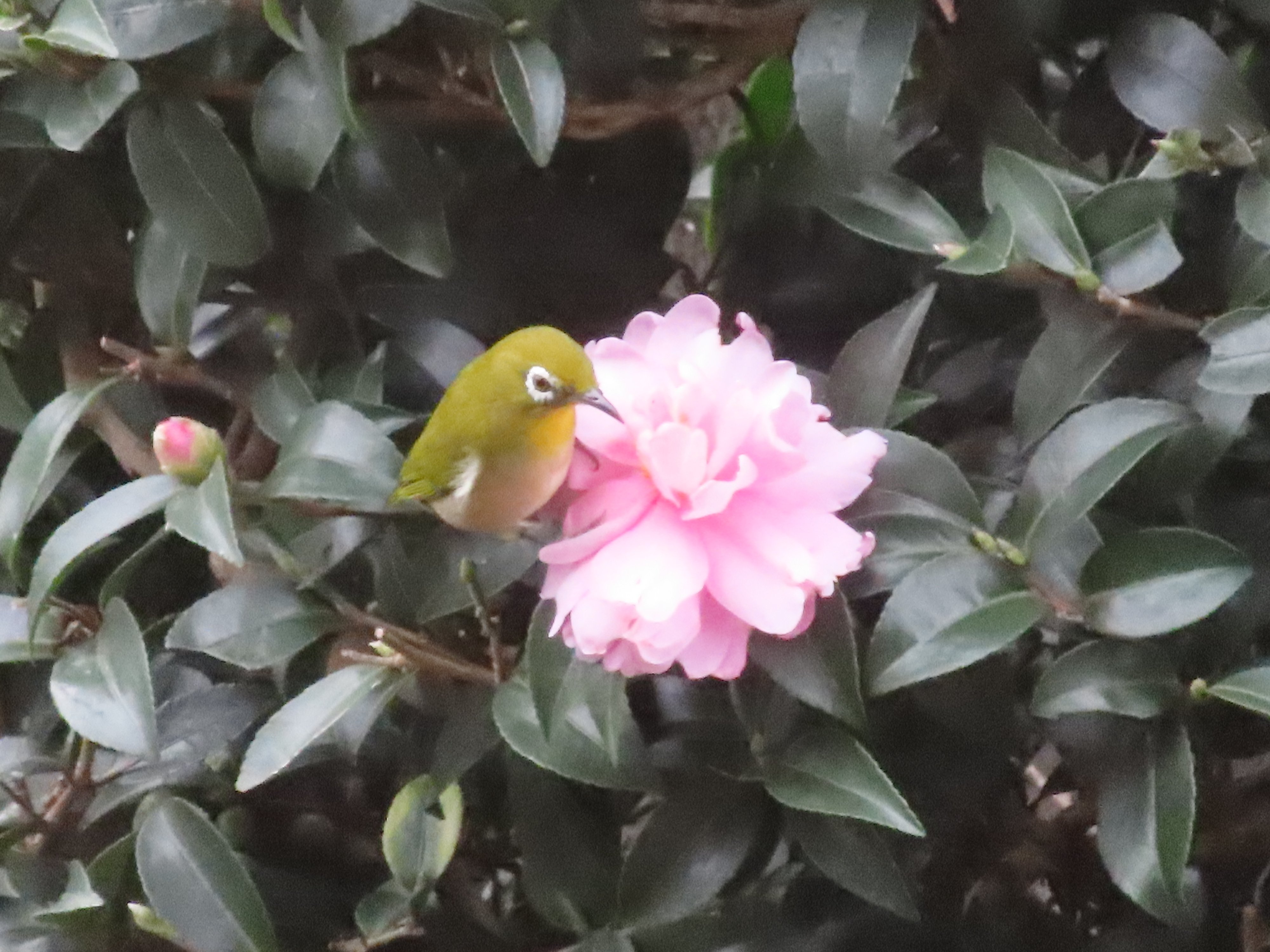 2024年11月14日 メジロ｜ExportControl