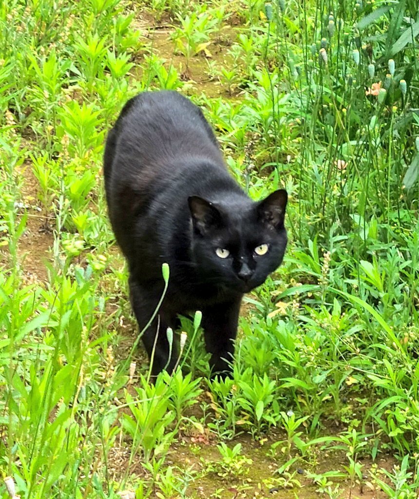 ねこ溜まった41｜ユウキ・ミズハラ