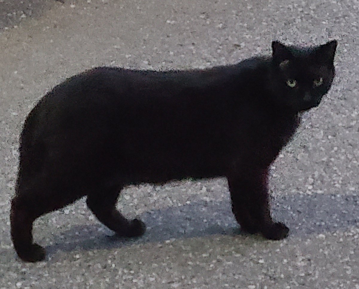 ねこ溜まった41｜ユウキ・ミズハラ