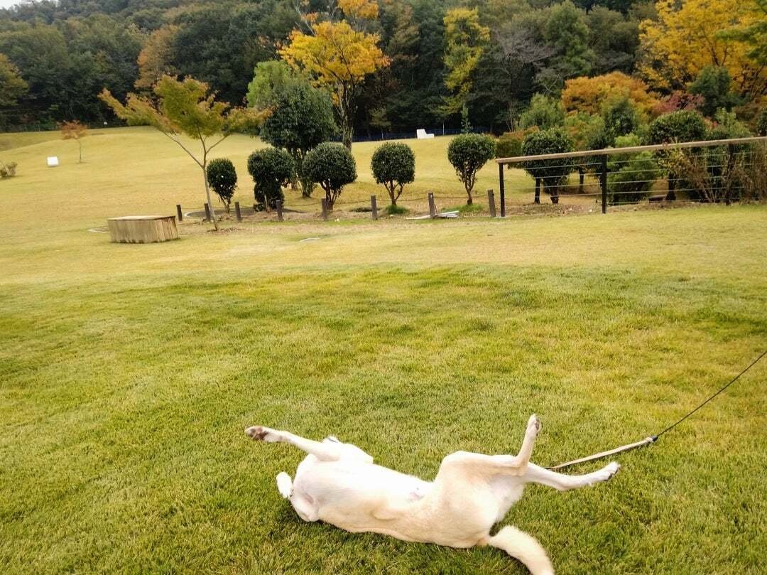 今後のSNSについて｜nao kamimura