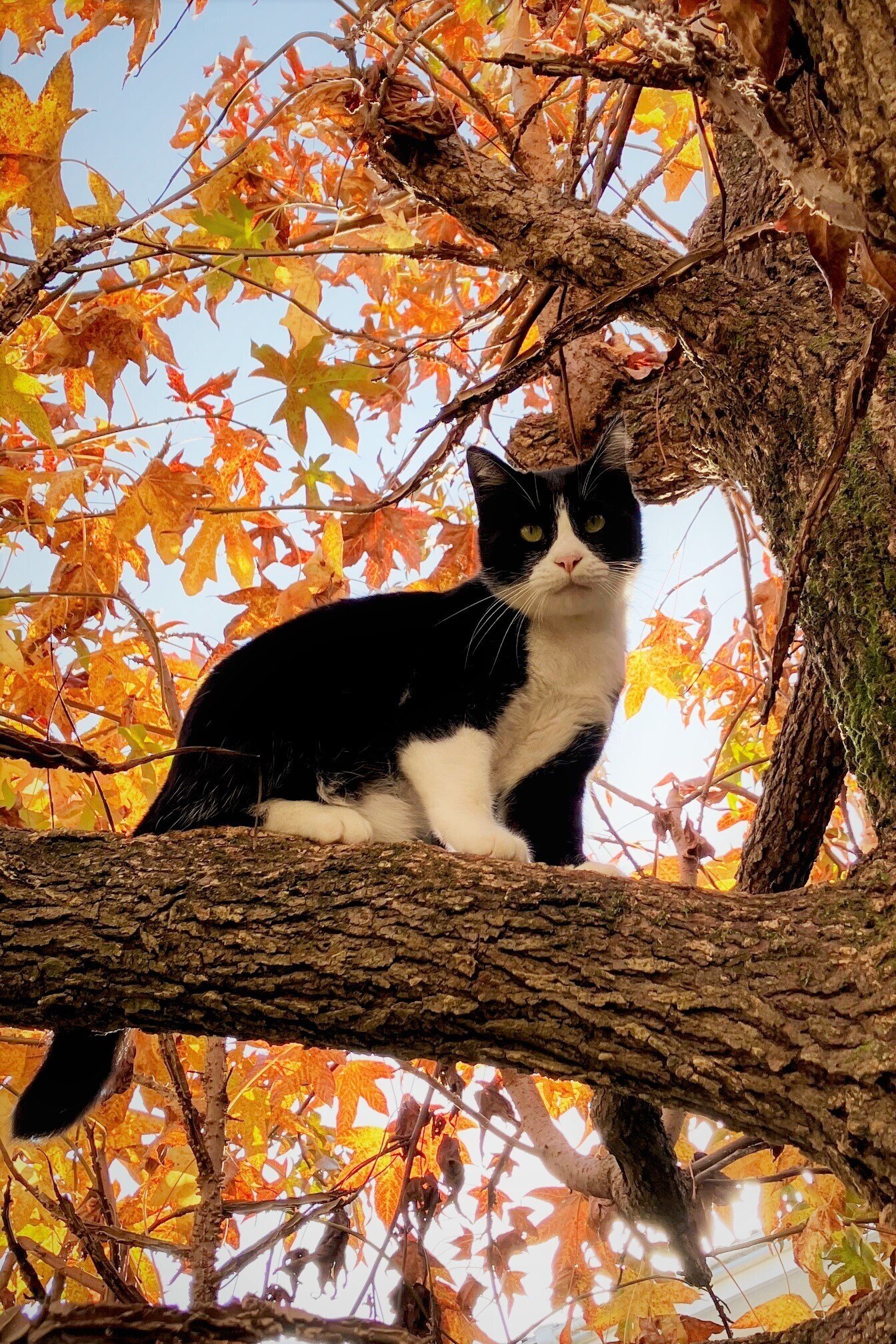 写真「猫百態」・・・花札｜Rabi Sato