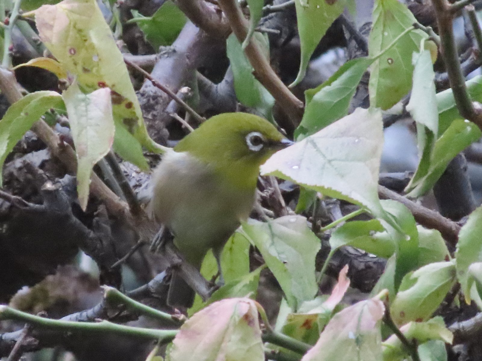 2024年11月16日 メジロ スズメ｜ExportControl