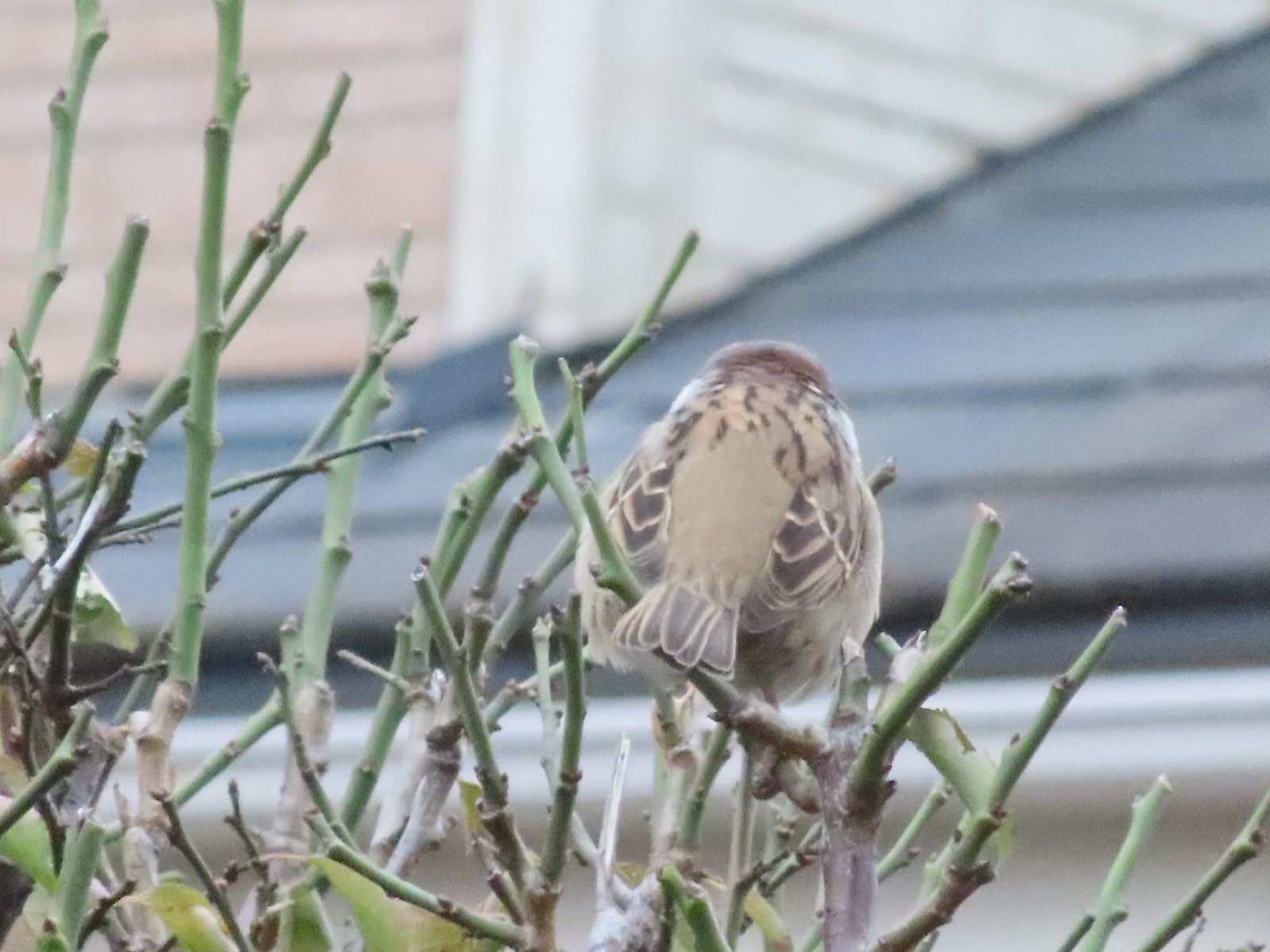 2024年11月16日 メジロ スズメ｜ExportControl