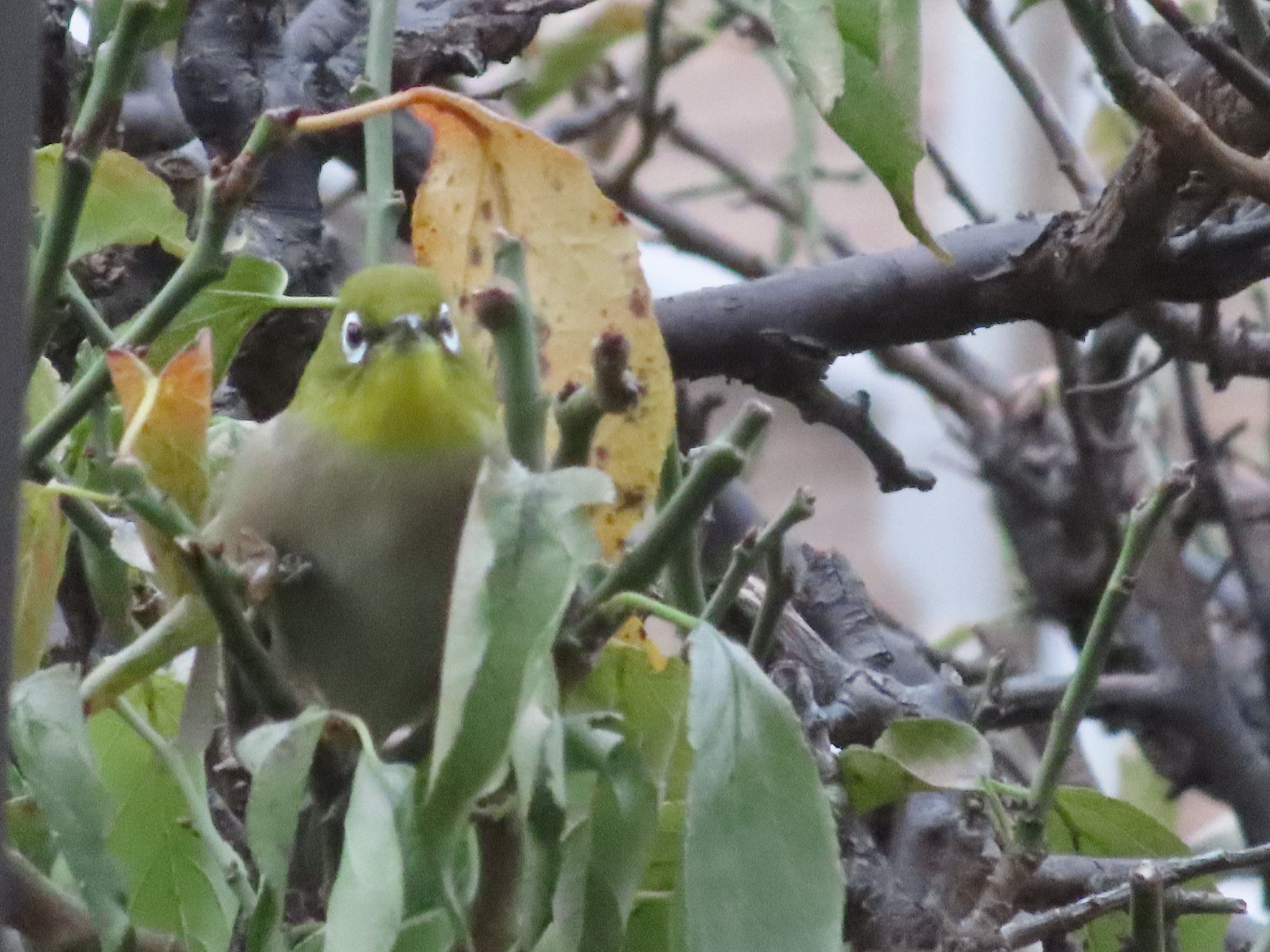 2024年11月16日 メジロ スズメ｜ExportControl