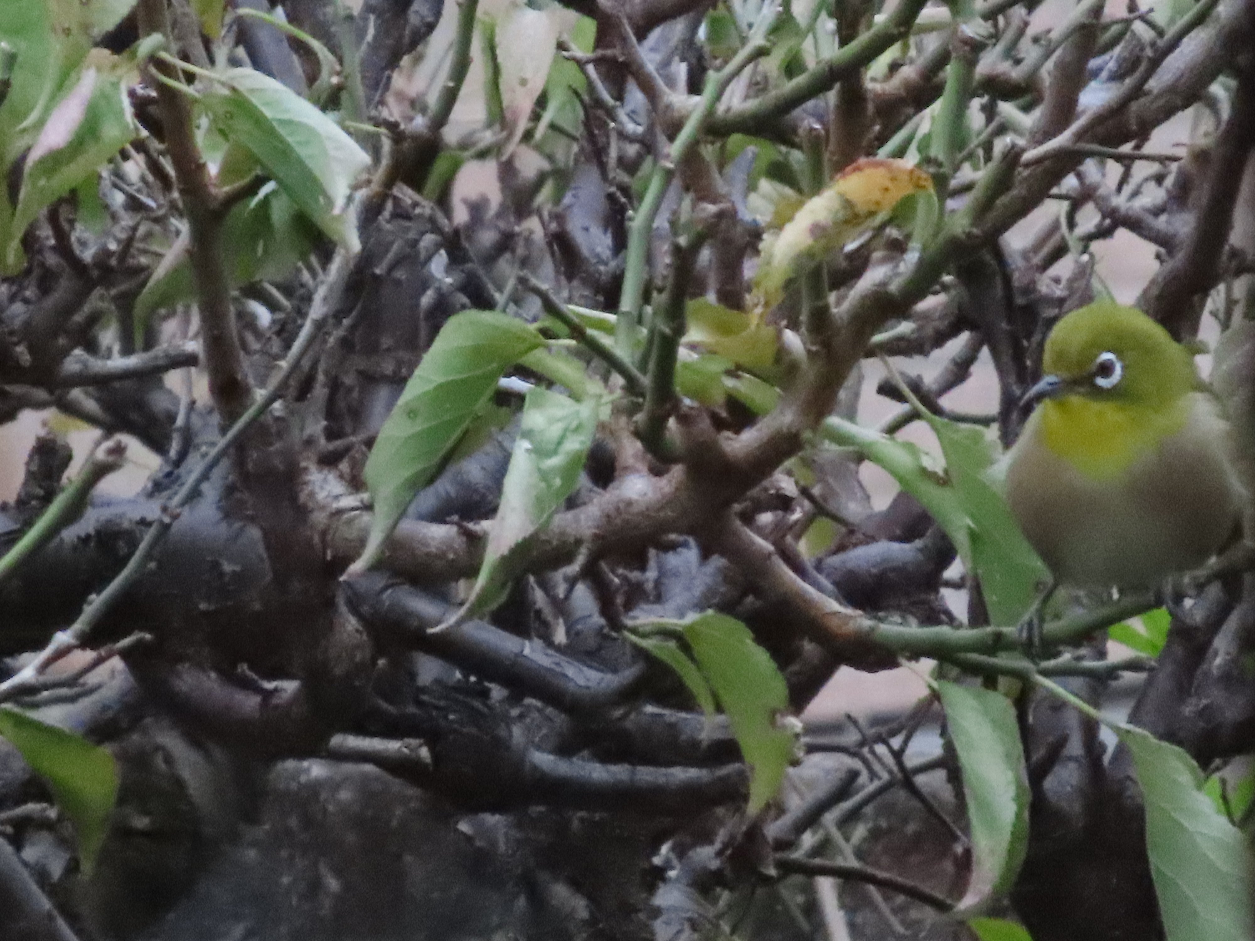 2024年11月16日 メジロ スズメ｜ExportControl