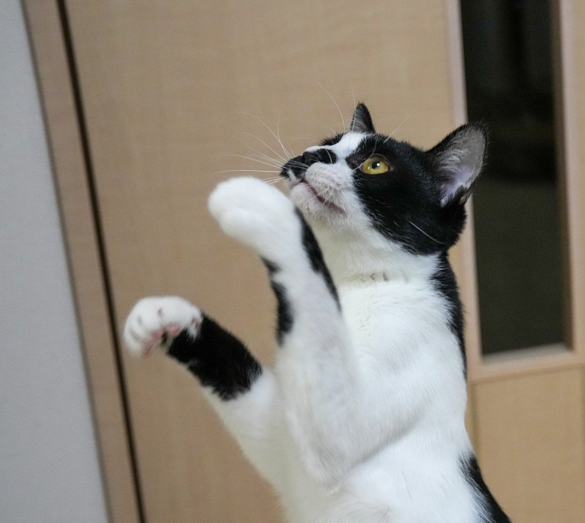 FE50F1.4GM｜Chacoder