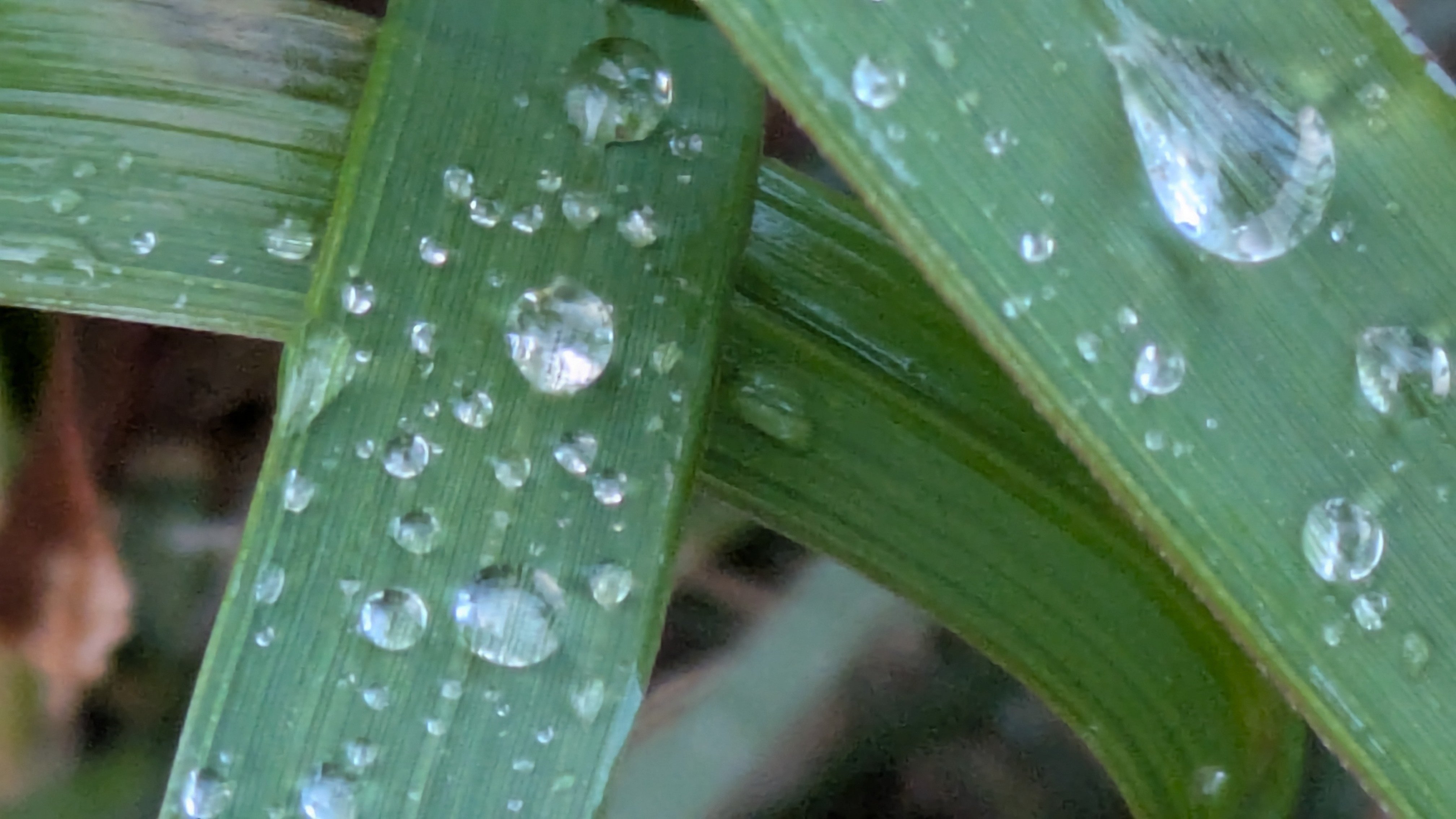 今朝の水滴｜ichiro70