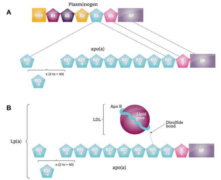 経口小分子Lipoprotein(a)（Lp(a)）阻害薬Muvalaplin｜Makisey
