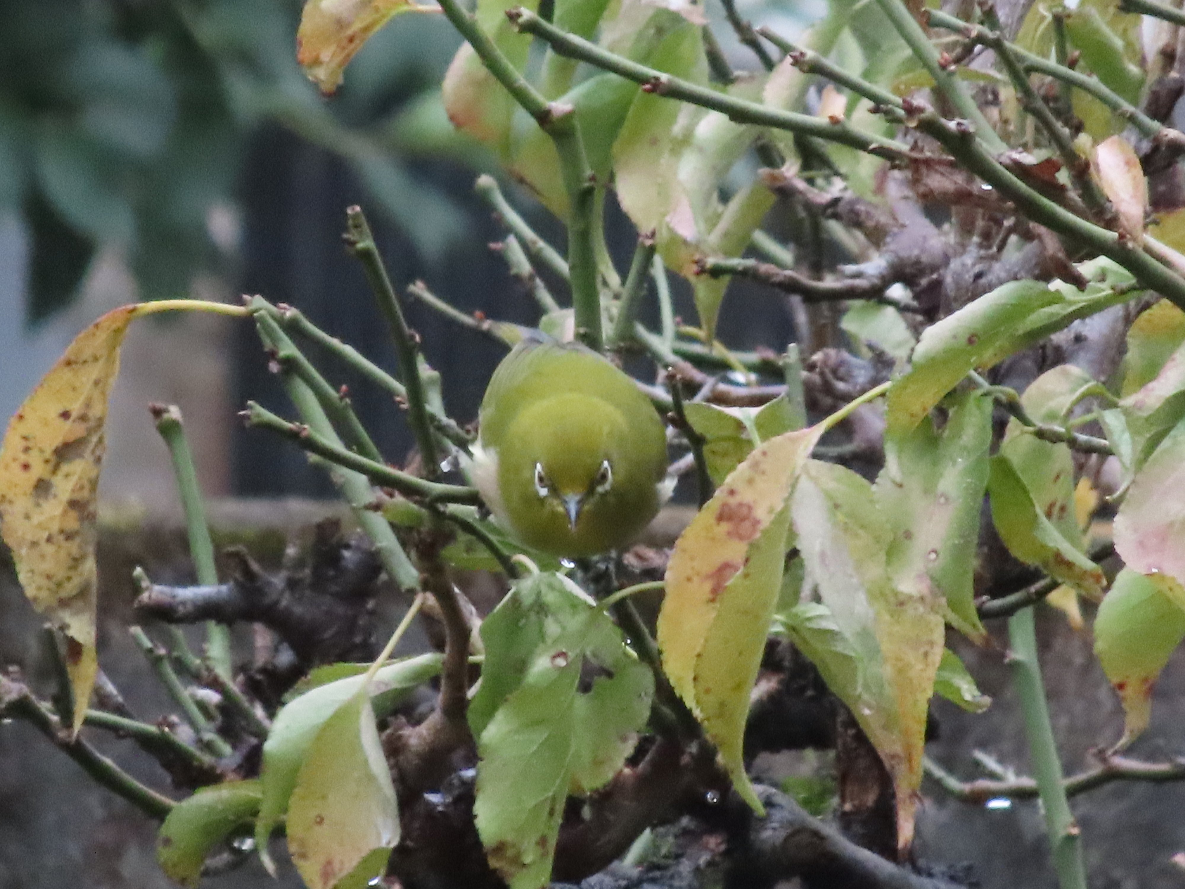 2024年11月20日 メジロ キジバト スズメ｜ExportControl