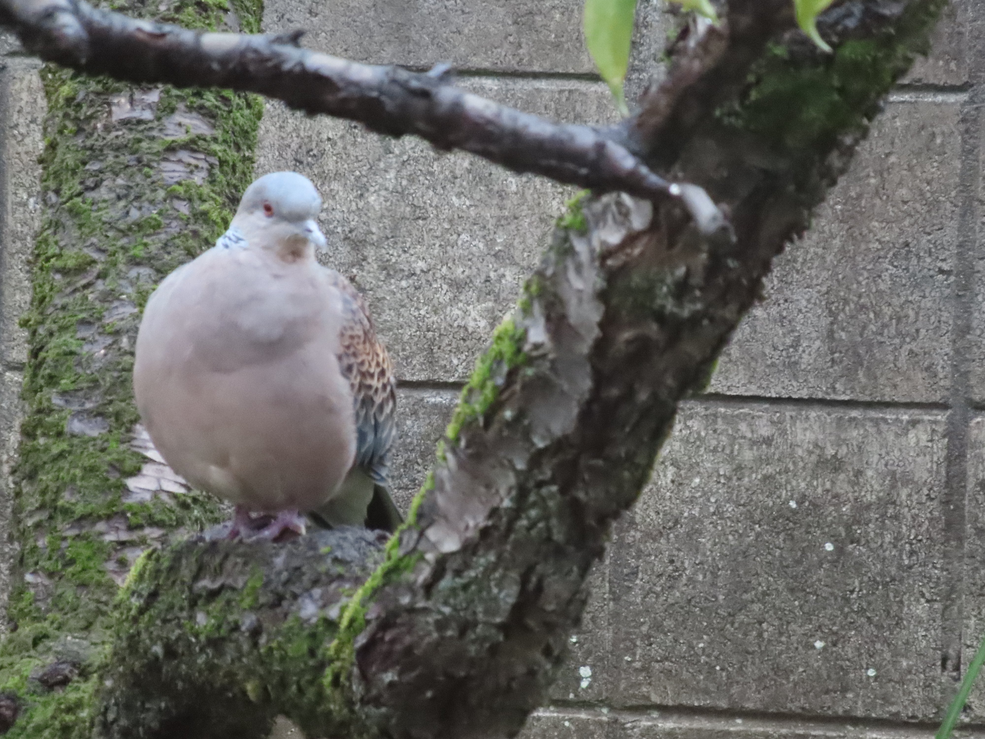 2024年11月20日 メジロ キジバト スズメ｜ExportControl