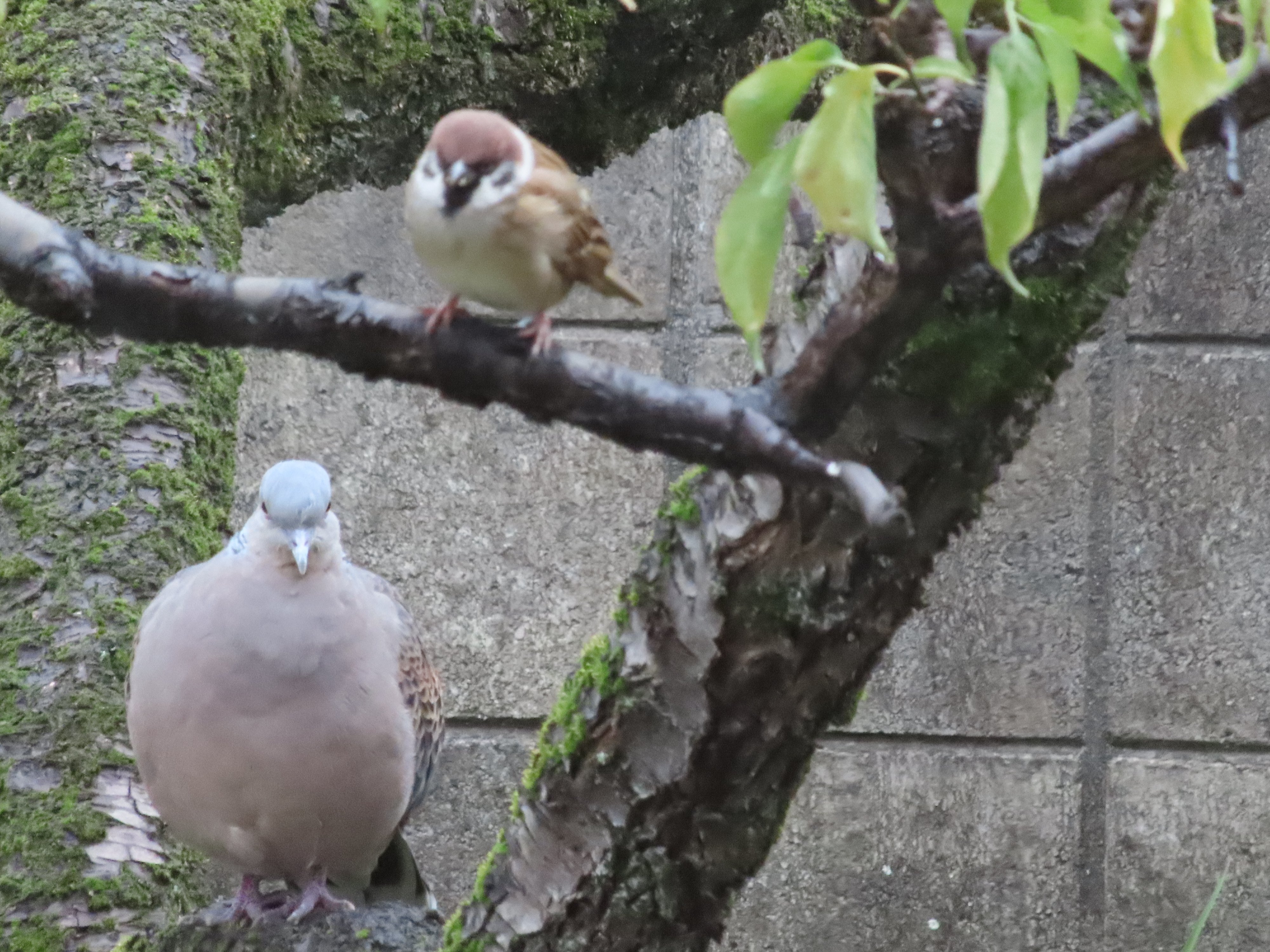 2024年11月20日 メジロ キジバト スズメ｜ExportControl