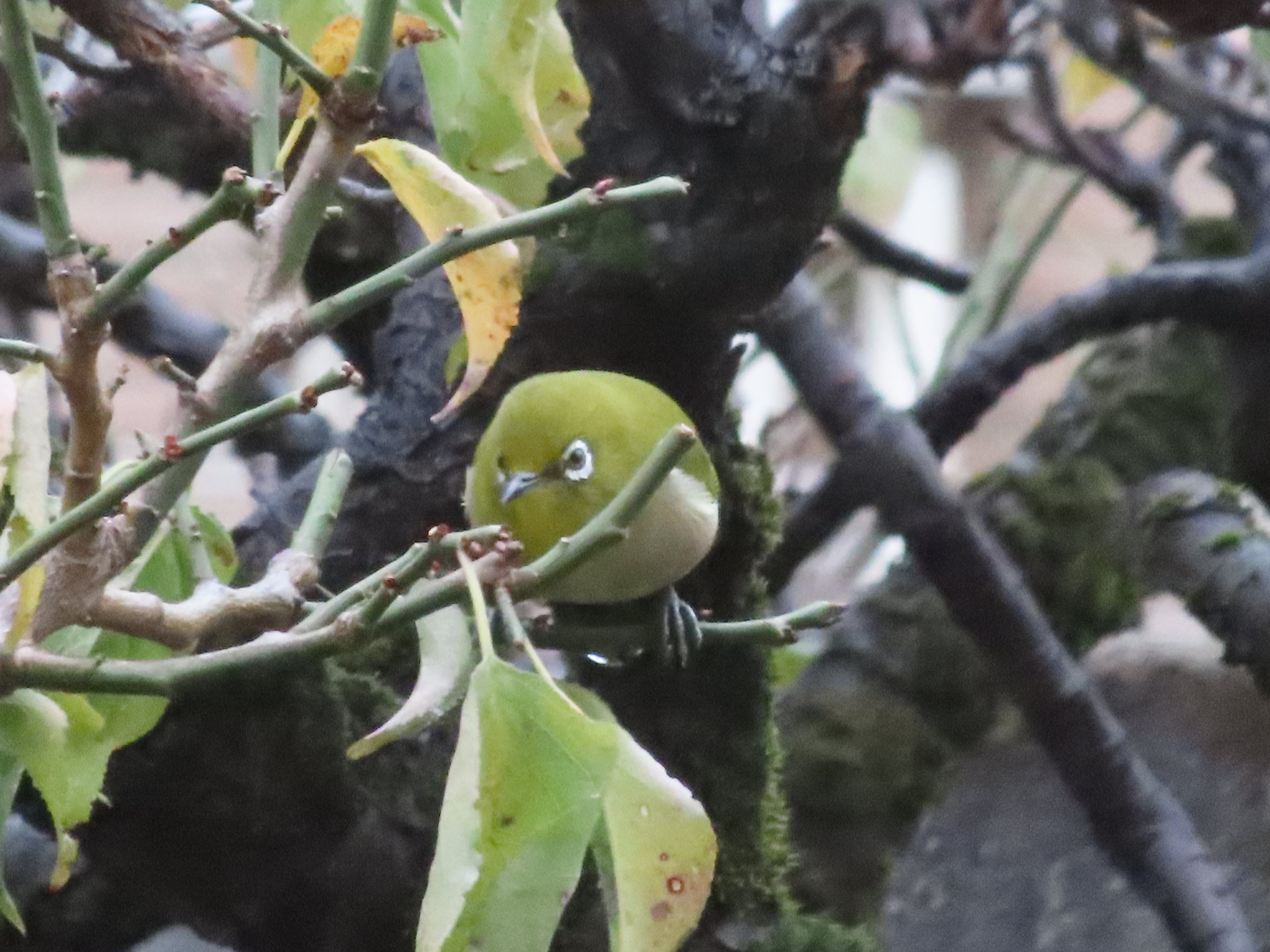 2024年11月20日 メジロ キジバト スズメ｜ExportControl