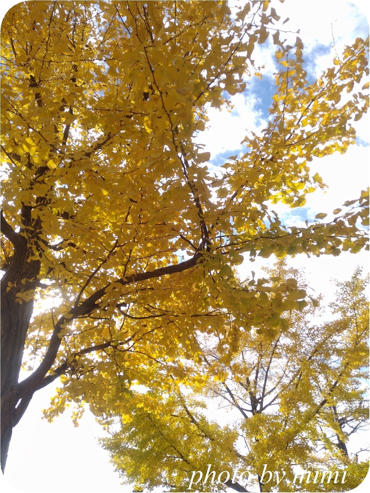 小雪（しょうせつ）｜mimi fleur