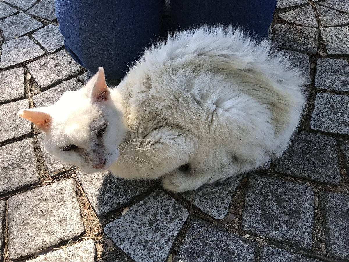 💖💖💖メレンゲちゃんです、｜問題解決のカギ💖 月間27万PV &約半年100万PV突破【チーム】くーちゃん💖🌈