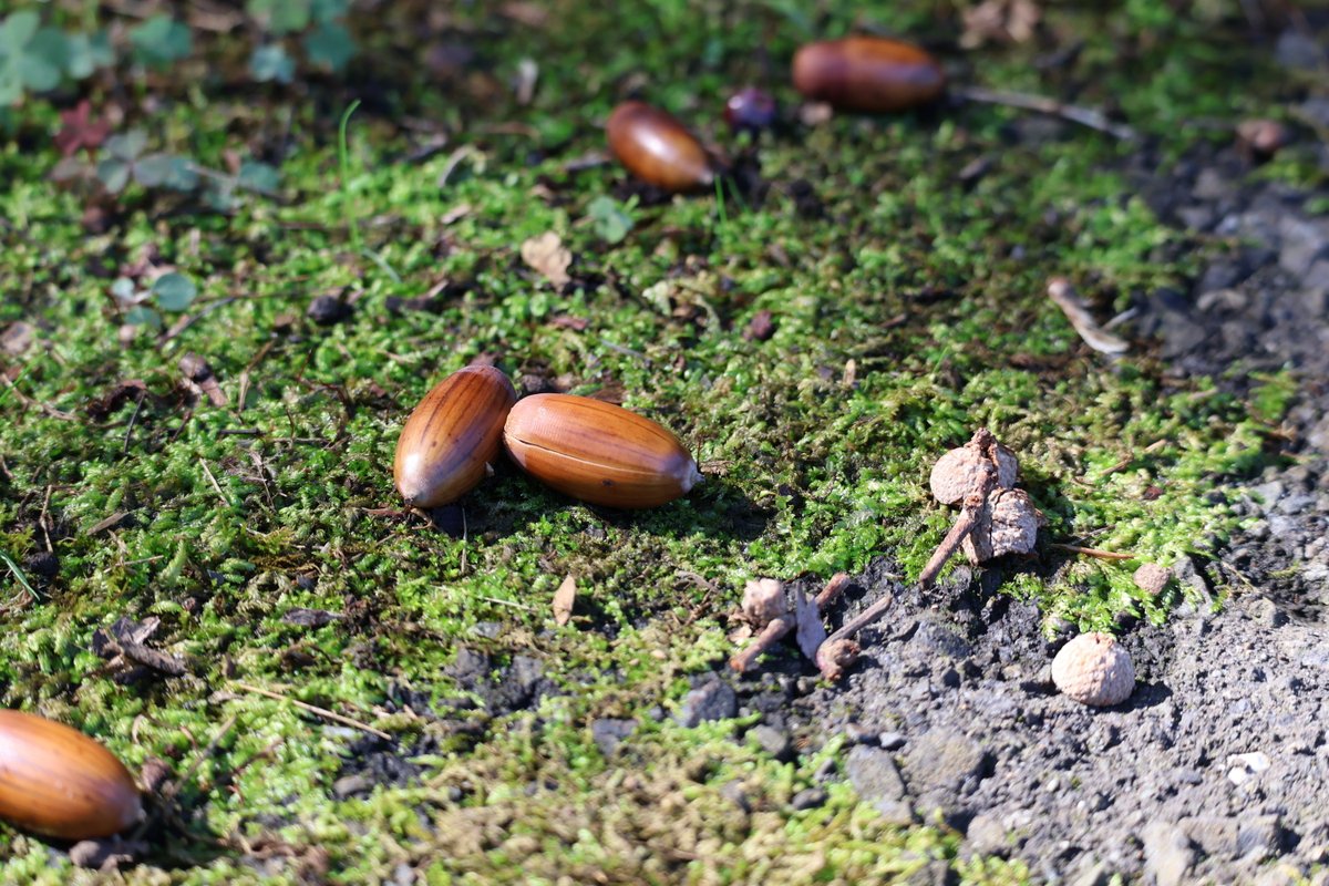 EOS R50を使ってみた感想｜VINCENT2GB