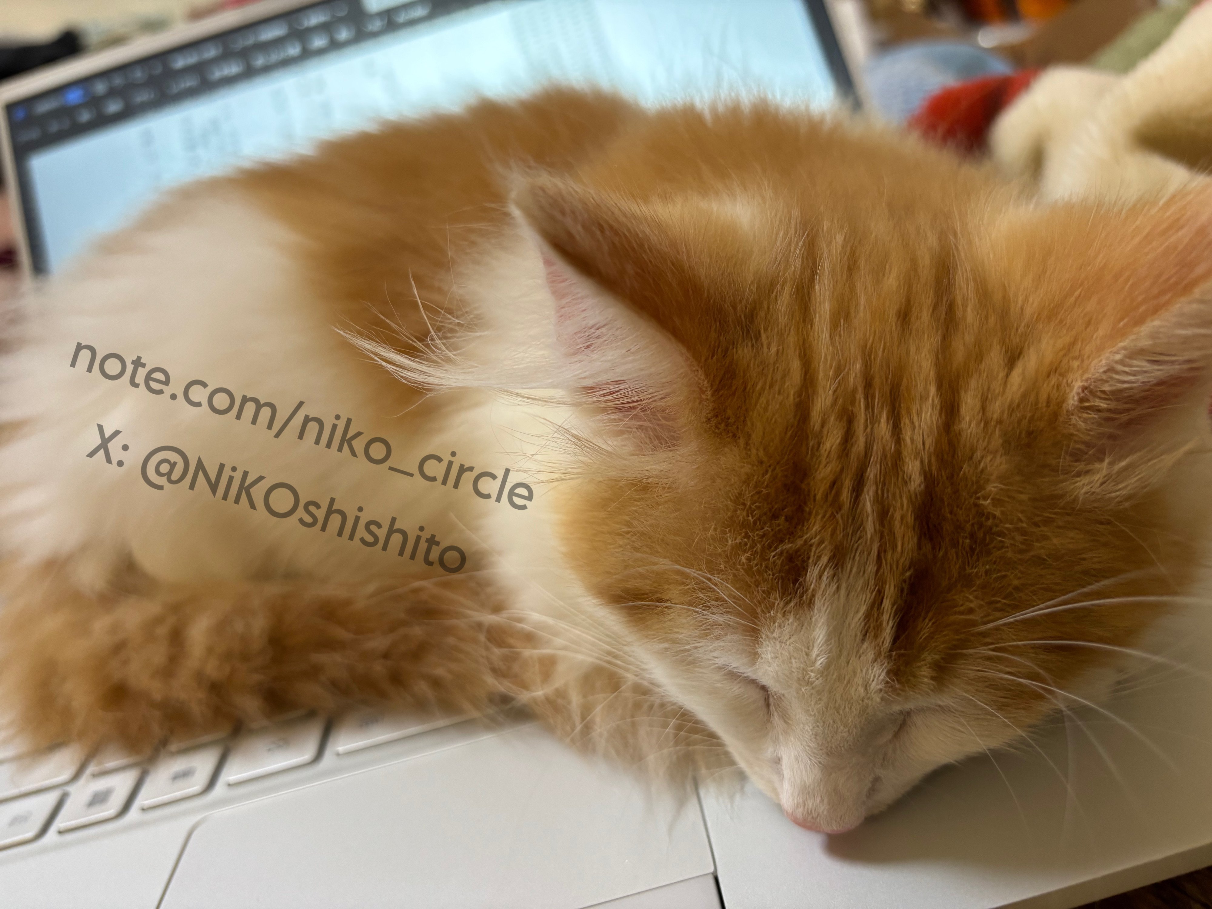 20241122nekolog｜NiKO