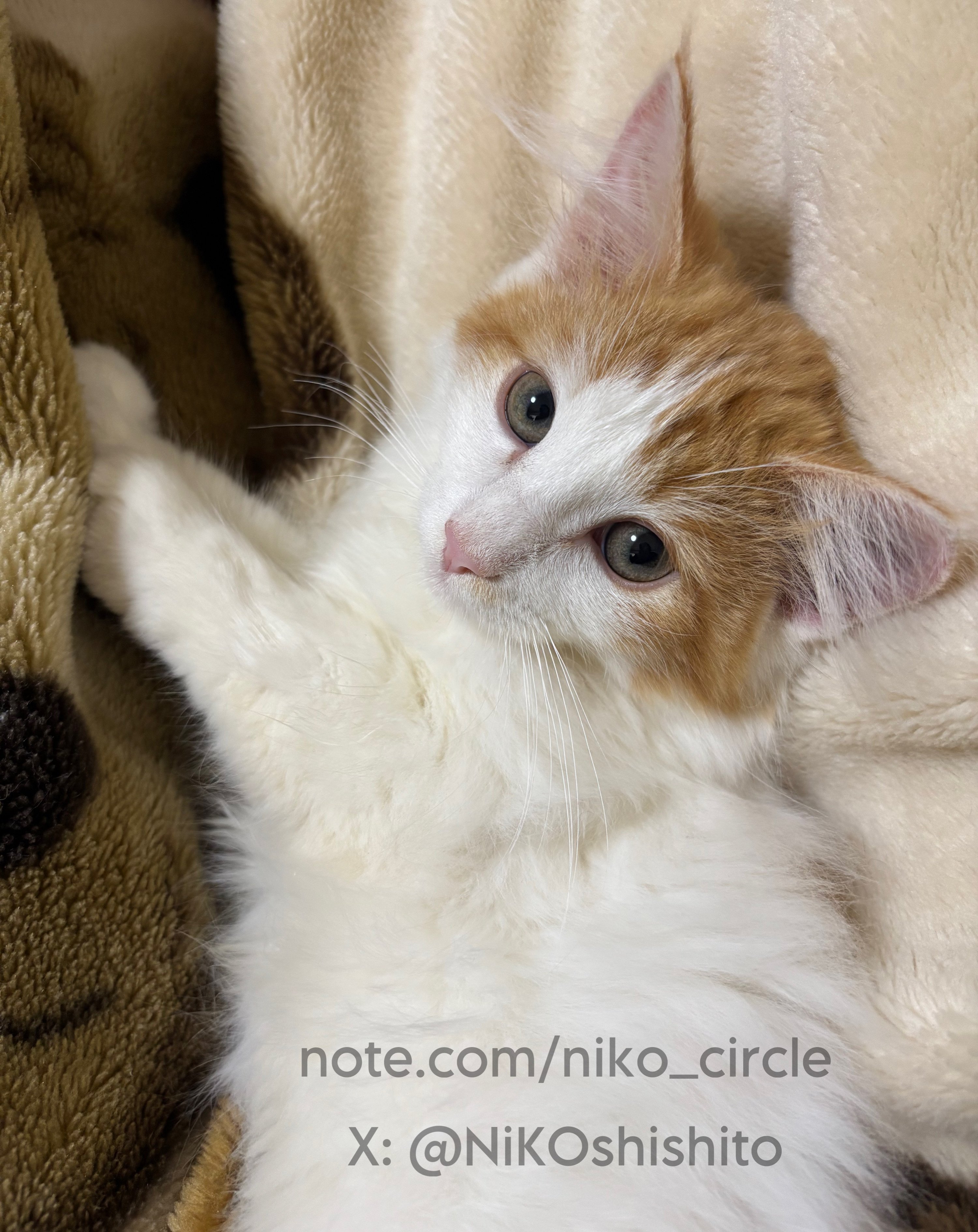 20241122nekolog｜NiKO