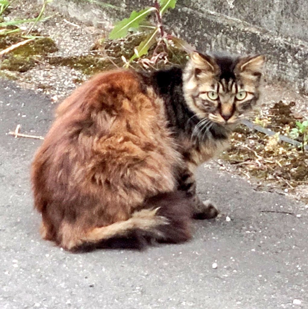 ねこ溜まった42｜ユウキ・ミズハラ