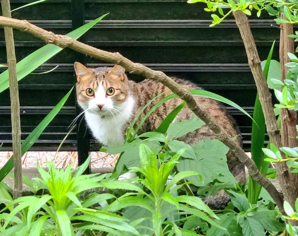 ねこ溜まった42｜ユウキ・ミズハラ