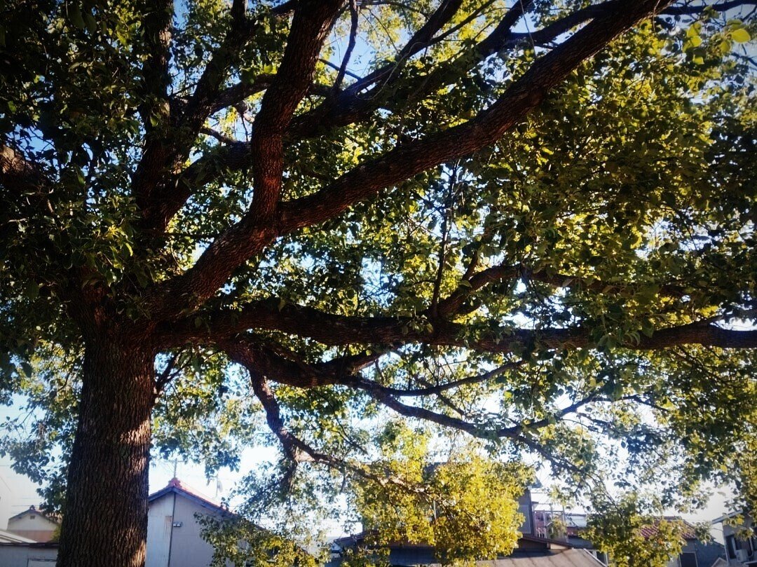 note毎日投稿1か月！｜nao kamimura