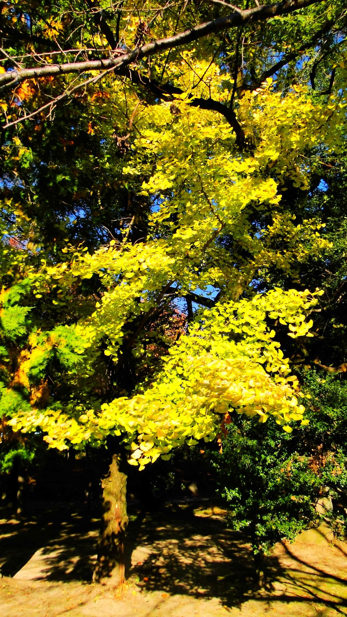 黄葉と紅葉 中央公園｜HRSD-note