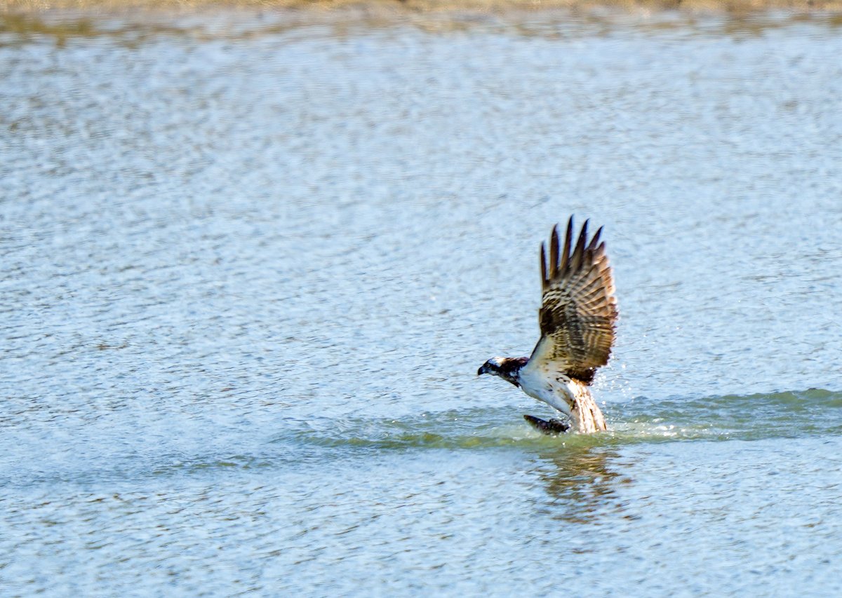 【野鳥】11月24日探鳥 2024-22｜Chacoder