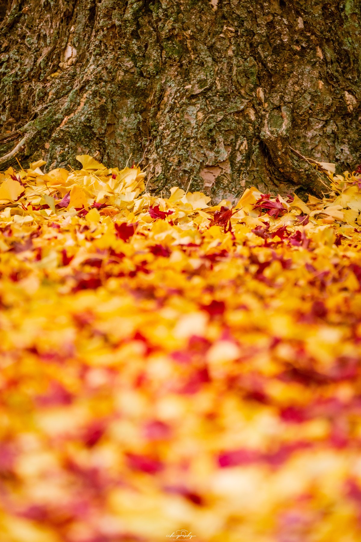 写真を撮る時に持っていたいものリスト📸｜ichi_graphy