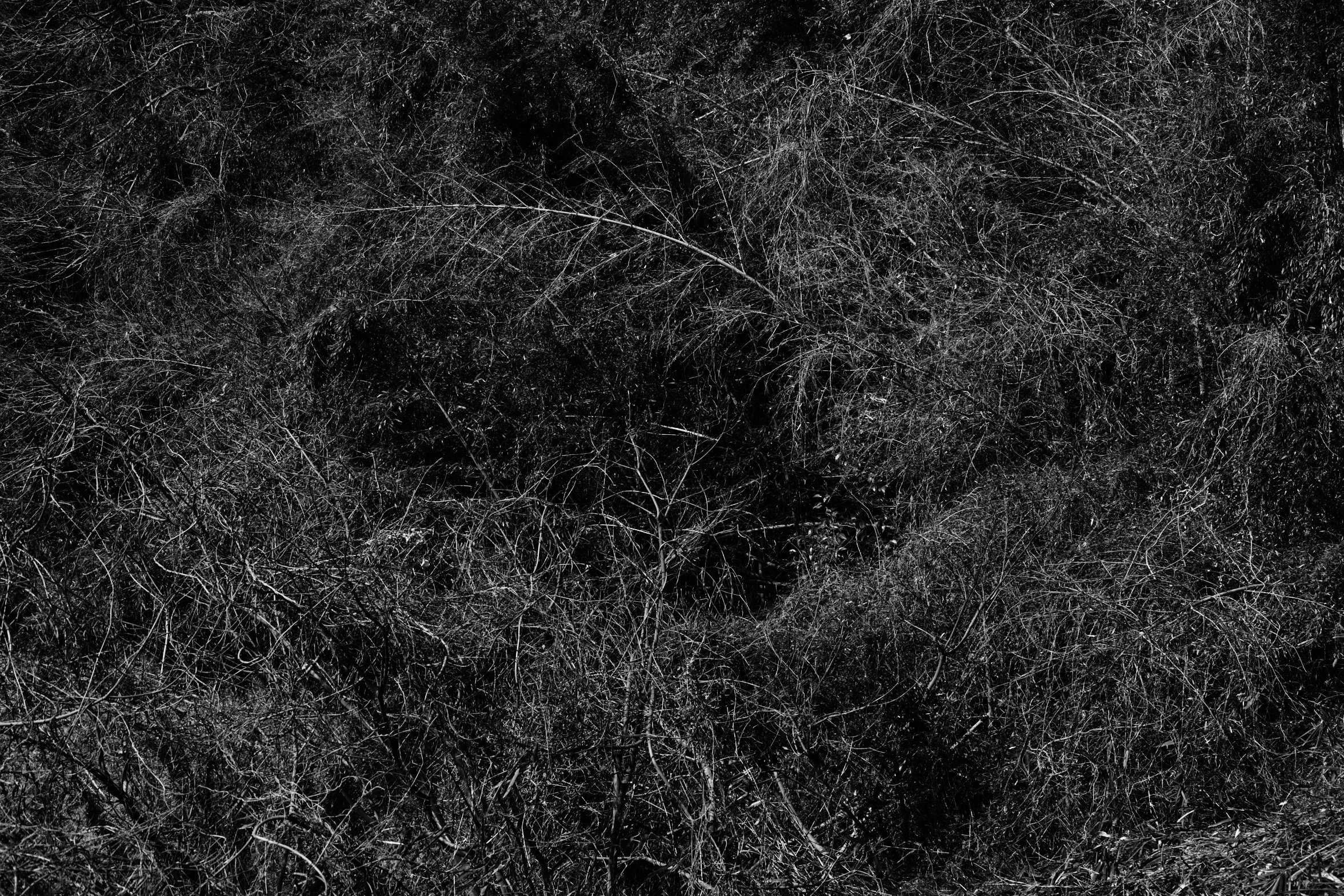 forest / obsession｜TK