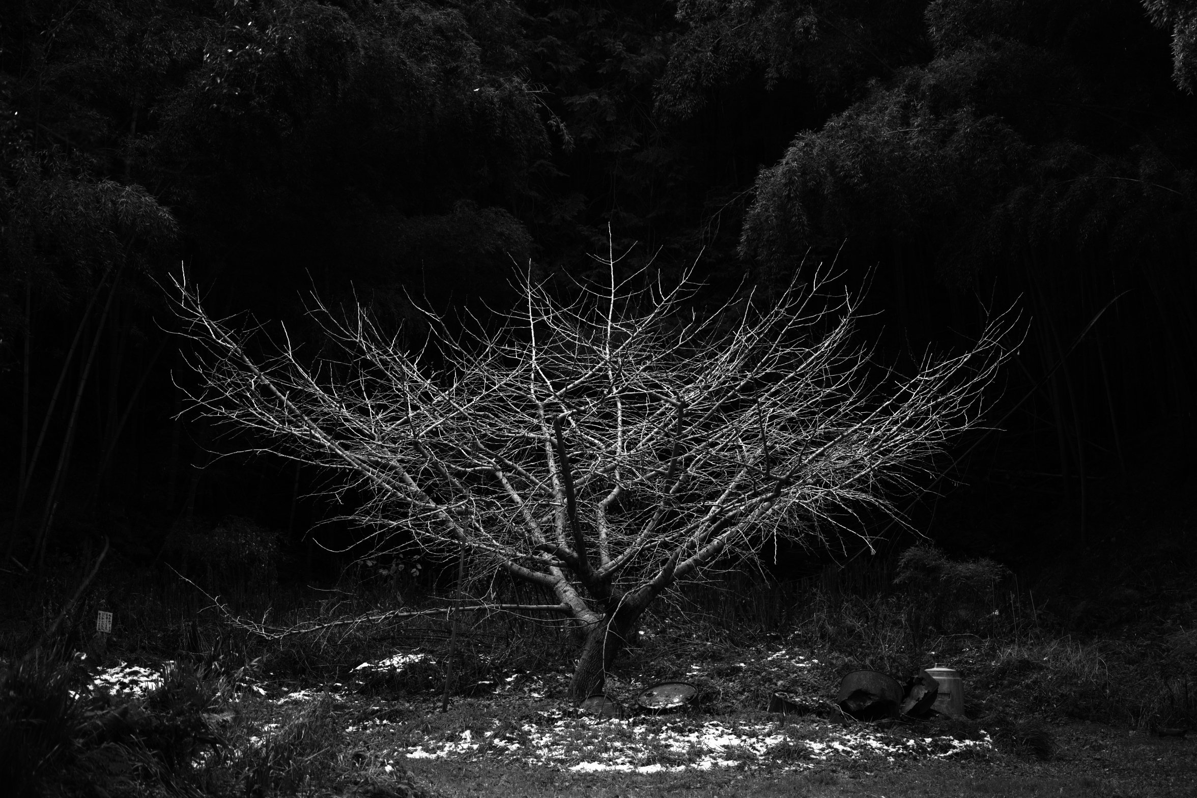 forest / obsession｜TK