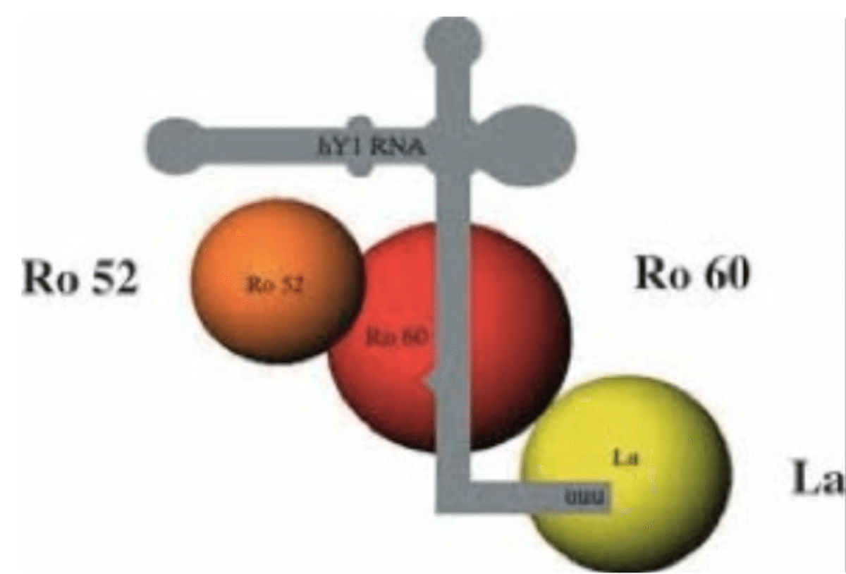 22 皮膚ループスの病態- Pathogenesis of cutaneous lupus ｜TAKENOUCHI M.D.