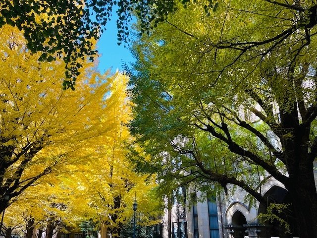 東京大学・散歩｜atelier☆lucere