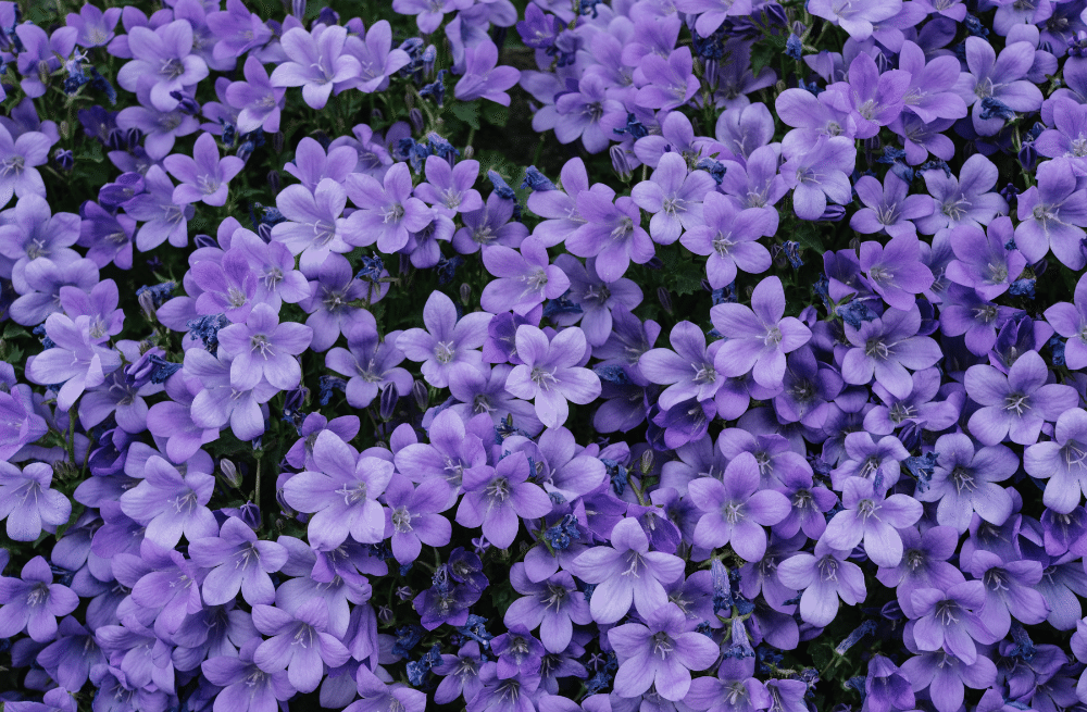 【乃木坂46VS櫻坂46】個人的ダンス比較！｜れんや🕶️🕺