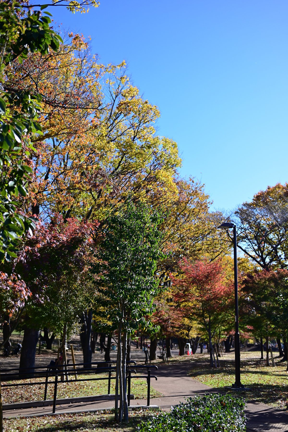 公園の秋｜Humming.7