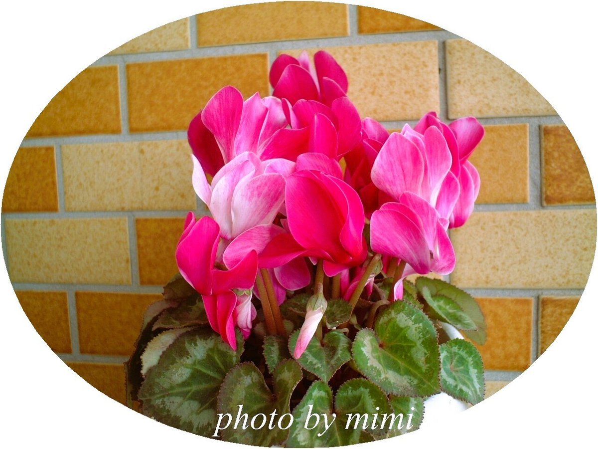 大雪（たいせつ）｜mimi fleur