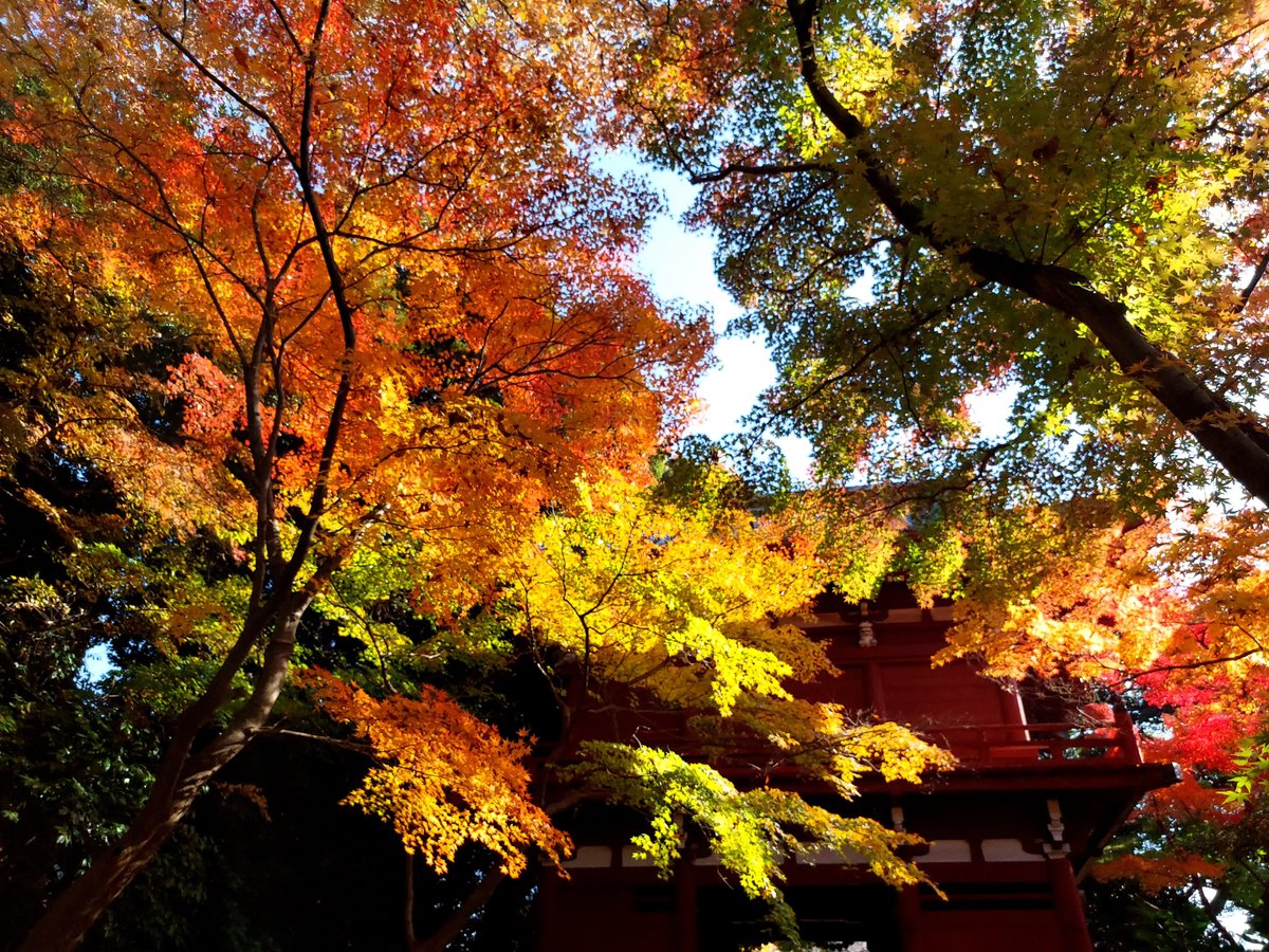 本土寺のイチョウと桜が教えてくれたこと｜琴ノ葉みかん (Mikan Kotonoha)