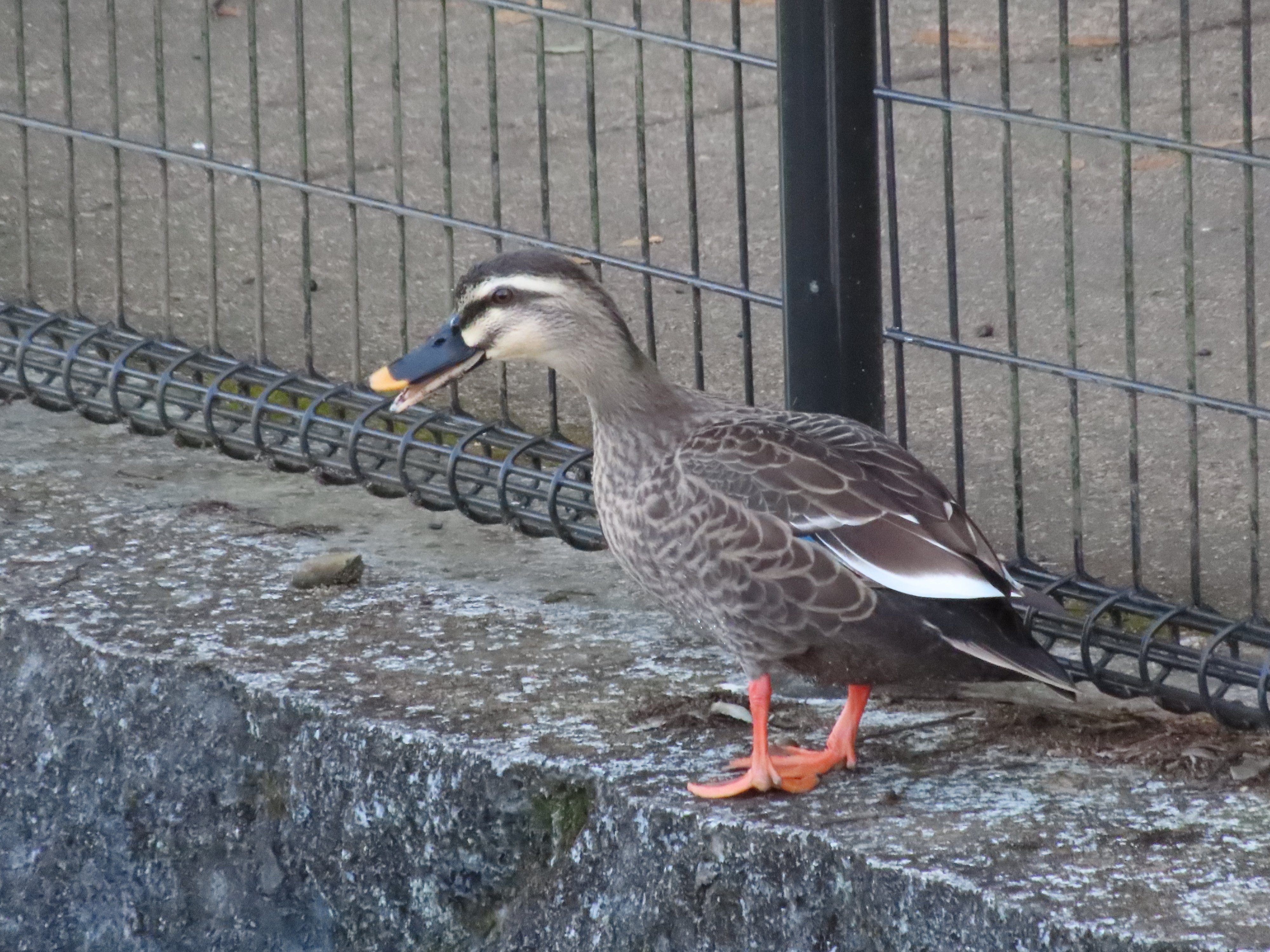 2024年12月5日 画像｜ExportControl