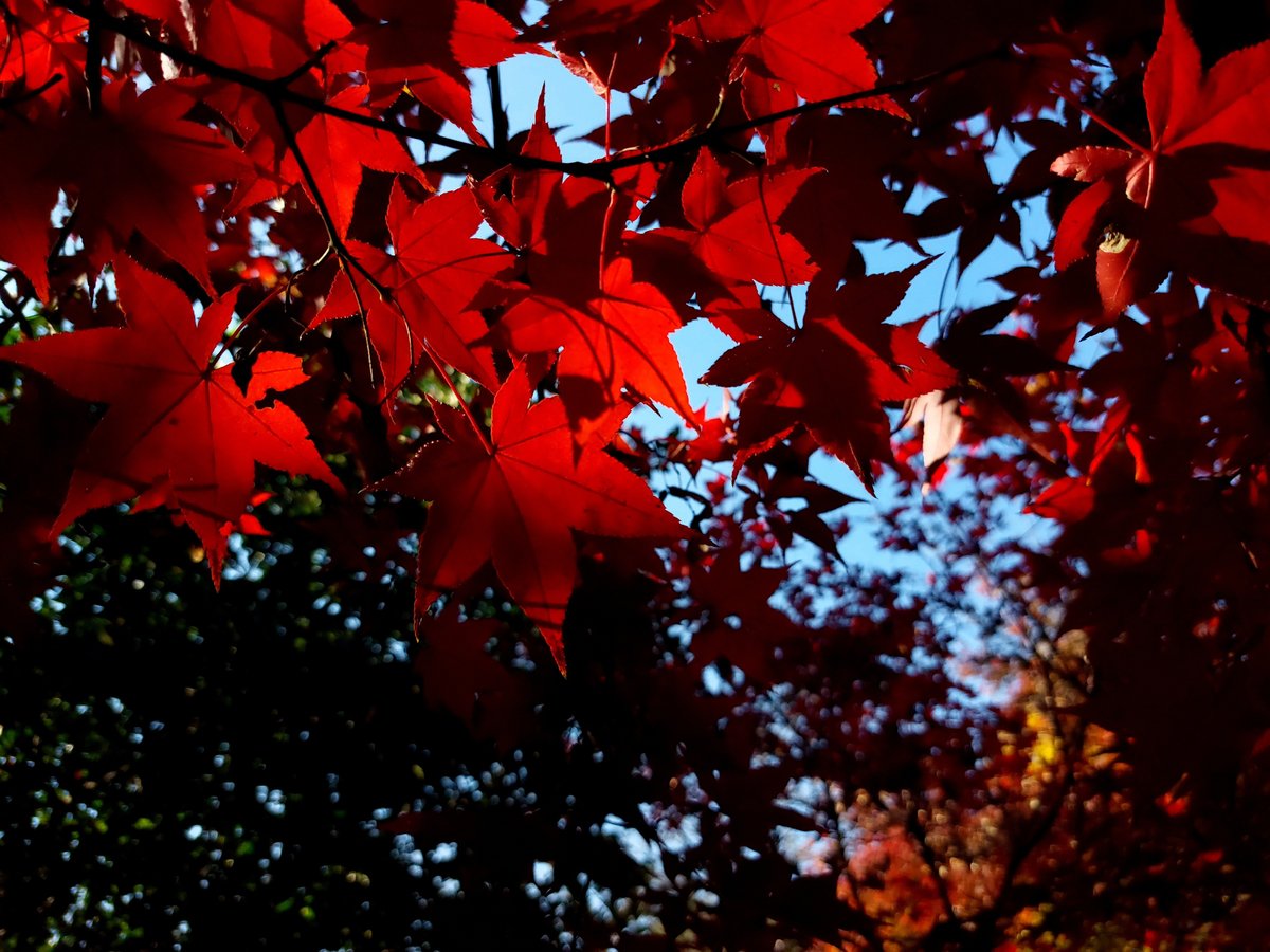 本土寺のイチョウと桜が教えてくれたこと｜琴ノ葉みかん (Mikan Kotonoha)