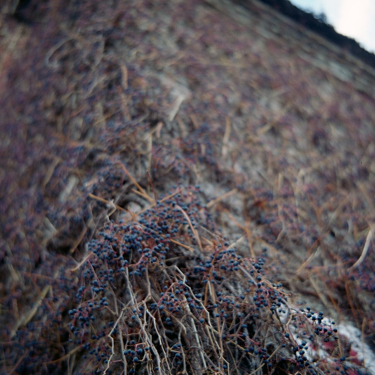 24年11月末 北海道へ｜robert_oku