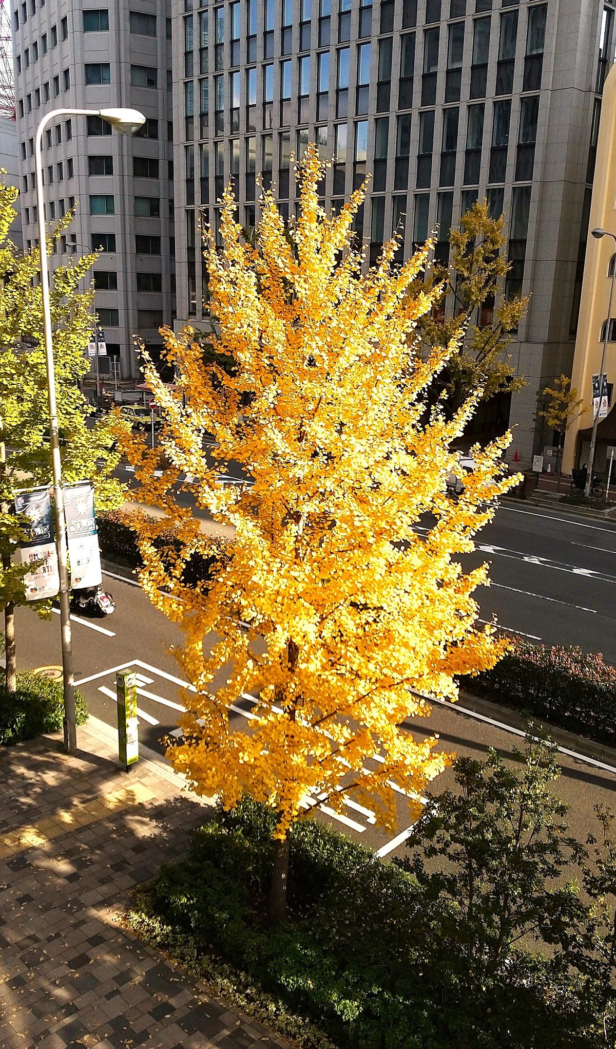 梅田の銀杏｜クラちゃん
