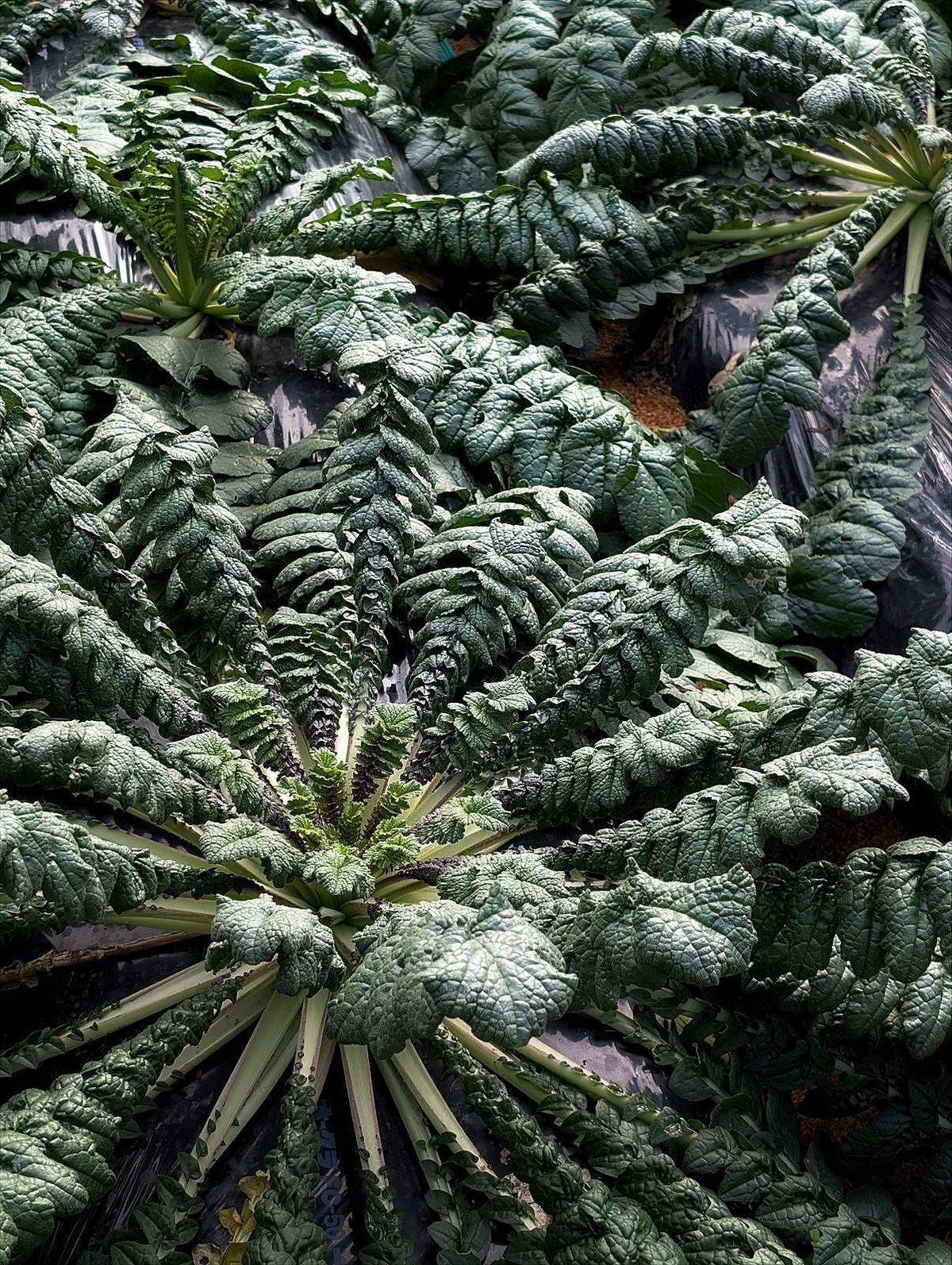 桜島大根12月の途中経過｜annon