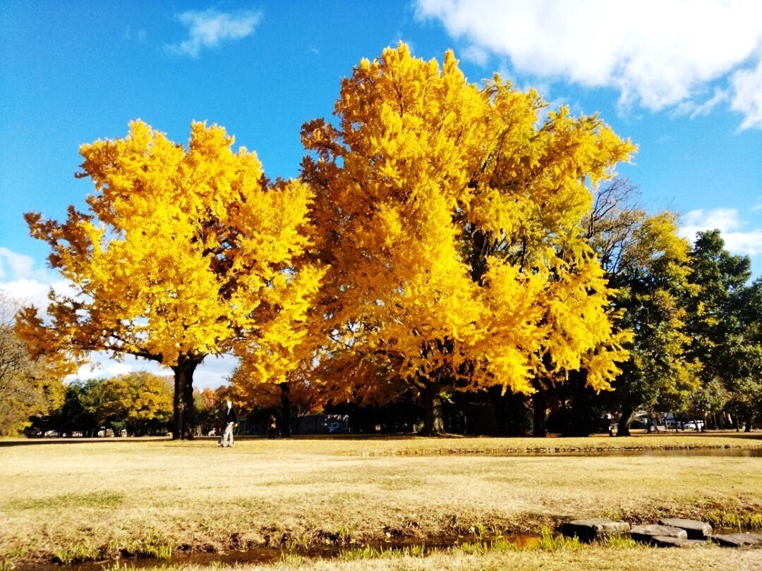 日常が戻りました｜nao kamimura