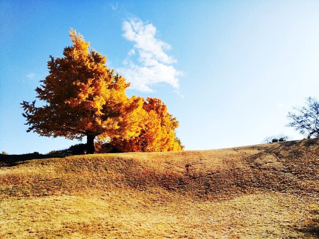 日常が戻りました｜nao kamimura