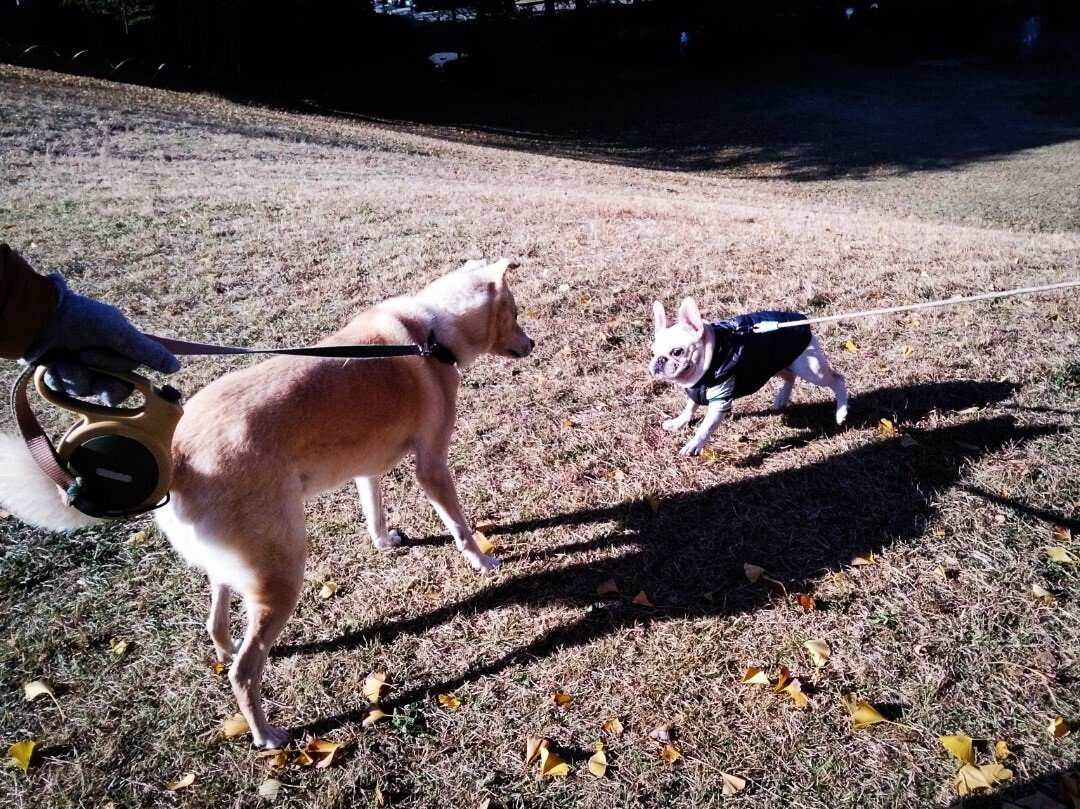 日常が戻りました｜nao kamimura